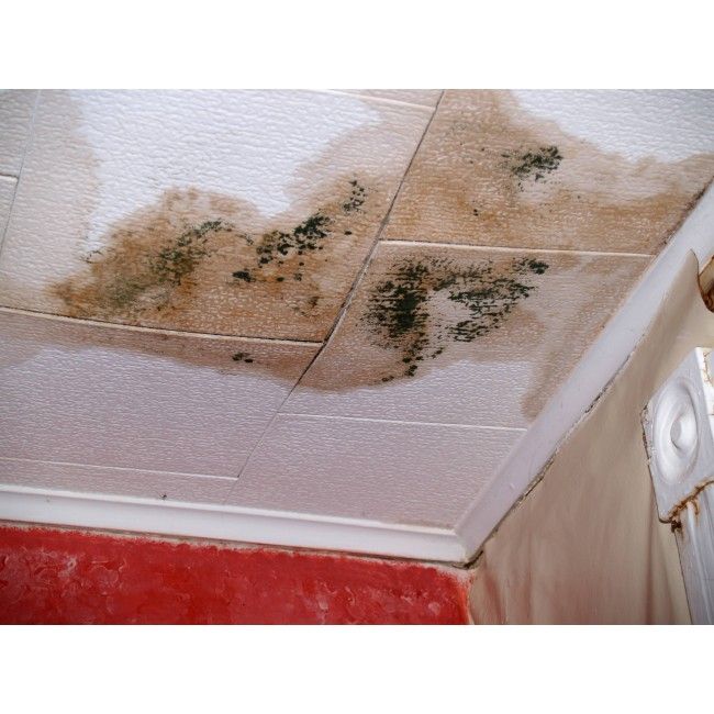 Concrobium Mold Stain Remover two-step system for mold stain removal ...